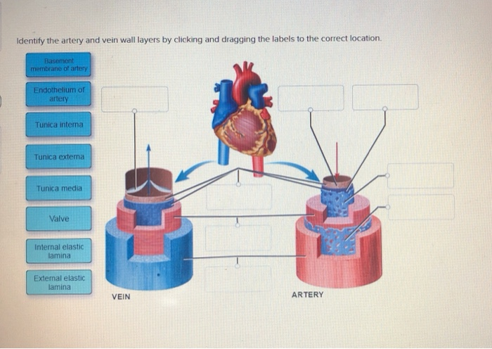 Solved Identify the artery and vein wall layers by clicking | Chegg.com