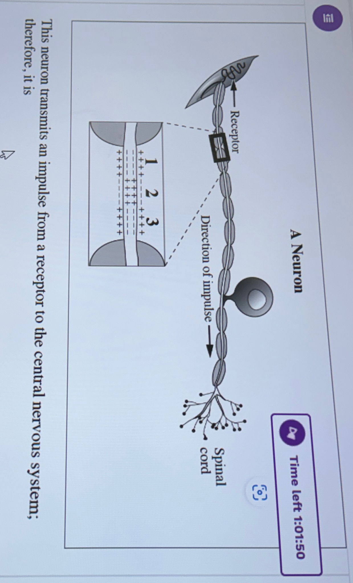 Solved A Neuron(4) ﻿Time left 1:01:50This neuron transmits | Chegg.com