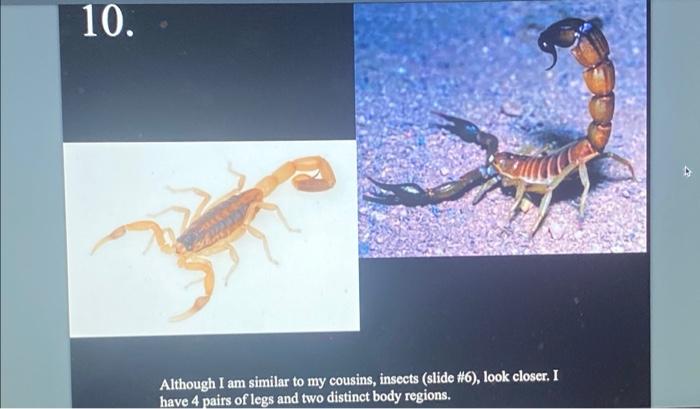 Solved 10. Although I am similar to my cousins, insects | Chegg.com