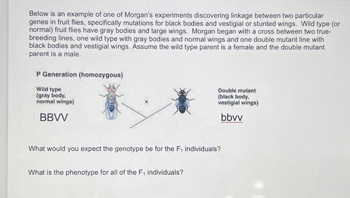 Solved Below is an example of one of Morgan's experiments | Chegg.com