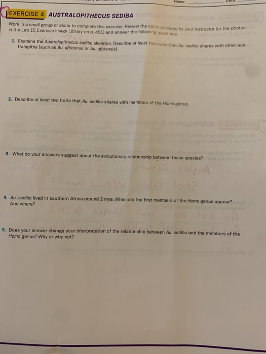 Solved Name: VEXERCISE 4 AUSTRALOPITHECUS SEDIBA Work in a | Chegg.com