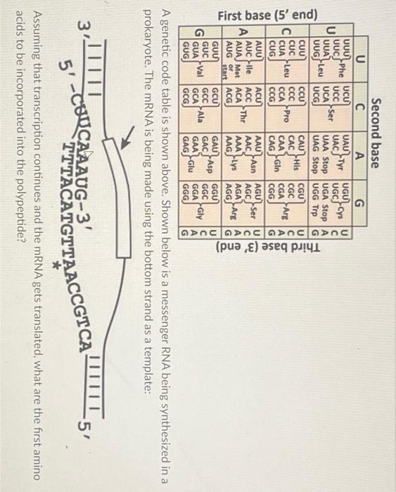 Second base A genetic code table is shown above. | Chegg.com