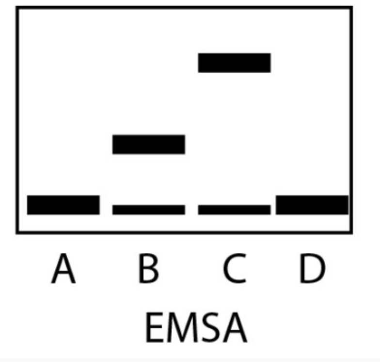 Solved Below is an EMSA showing four different reactions, | Chegg.com