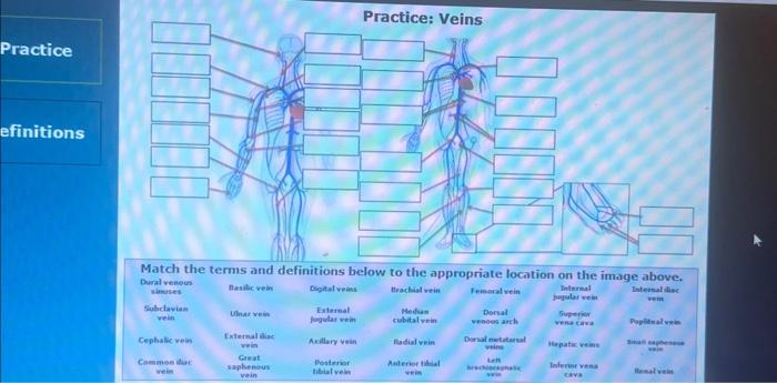 Solved help labelinf veins | Chegg.com