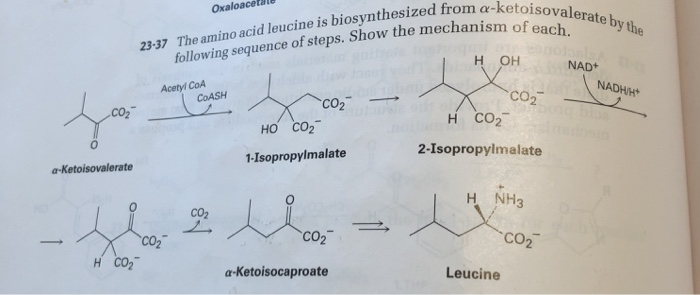 Solved 23-37 The amino acid leucine is biosynthesized from | Chegg.com