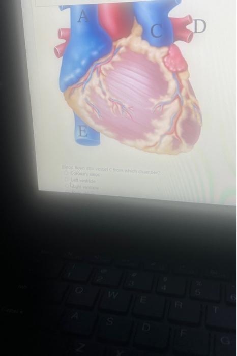 A E Blood flows into vessel C from which chamber? O | Chegg.com
