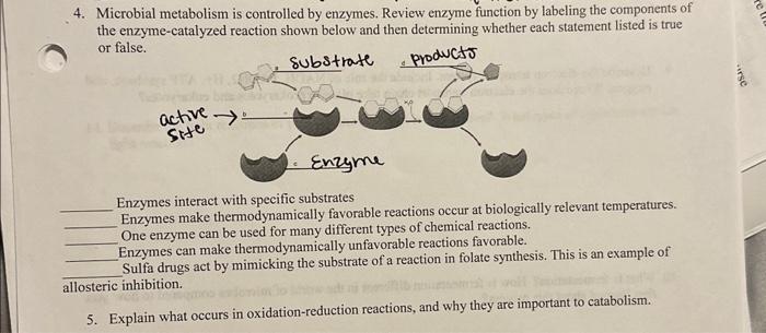 Solved 4. Microbial metabolism is controlled by enzymes. | Chegg.com