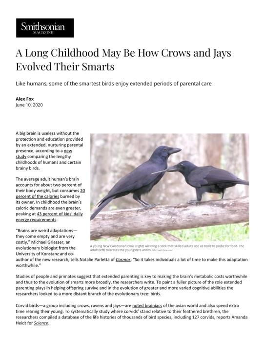 A Long Childhood May Be How Crows and Jays Evolved | Chegg.com