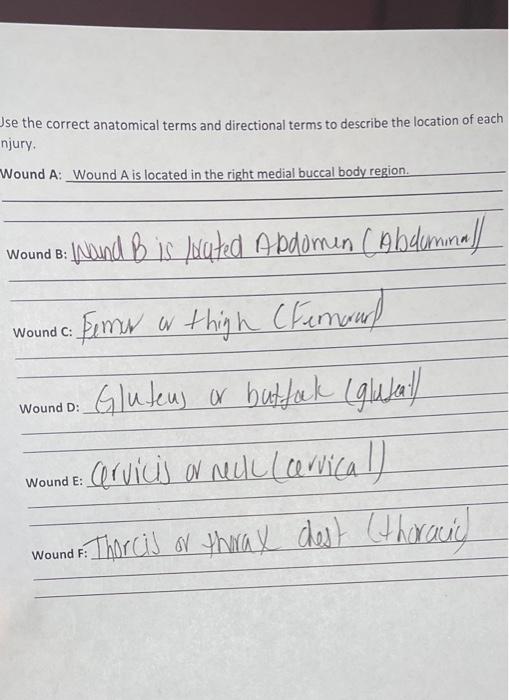 Use the correct anatomical terms and directional | Chegg.com