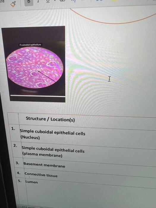 Structure / Location(s) 1. Air Sacs 2. Squamous | Chegg.com
