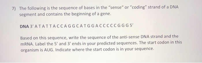 Solved 7) The following is the sequence of bases in the | Chegg.com