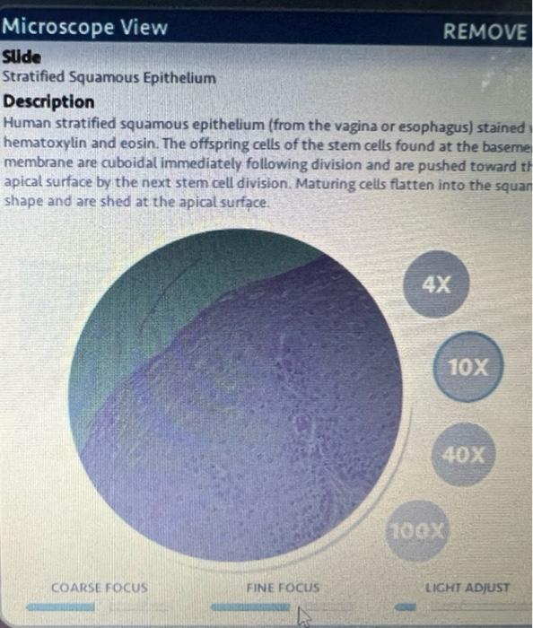 Solved 5. Open the "How to estimate size of an object under | Chegg.com