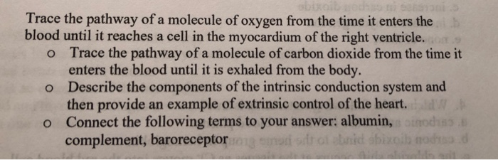 Solved Trace the pathway of a molecule of oxygen from the | Chegg.com