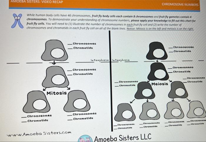 Solved AMOEBA SISTERS: VIDEO RECAP While human body cells | Chegg.com