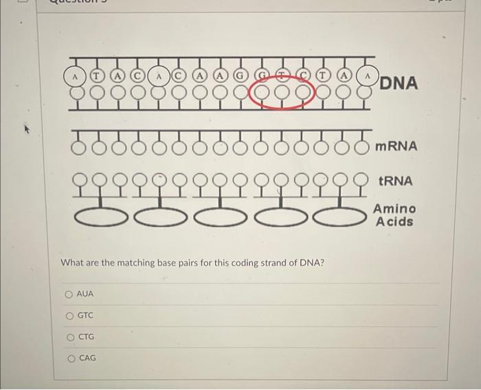 What Are The Matching Base Pairs For This Coding 6527