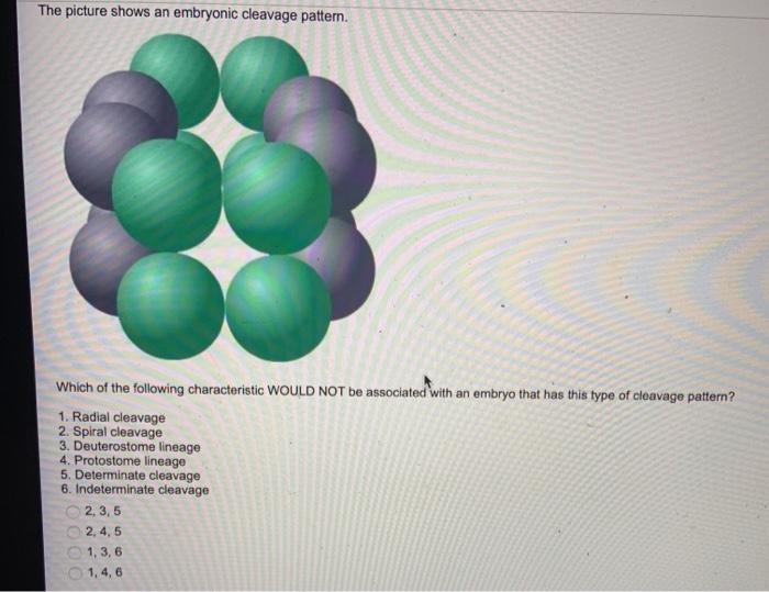 Solved The picture shows an embryonic cleavage pattern. | Chegg.com