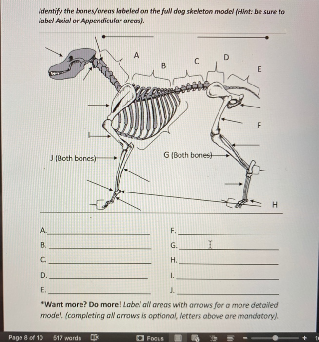 Solved Identify the bones/areas labeled on the full dog | Chegg.com