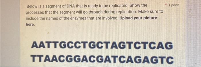 Solved Below is a segment of DNA that is ready to be | Chegg.com