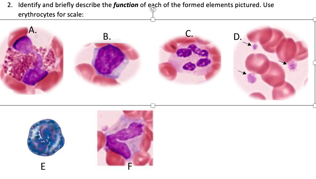 Solved Identify and briefly describe the function of each of | Chegg.com