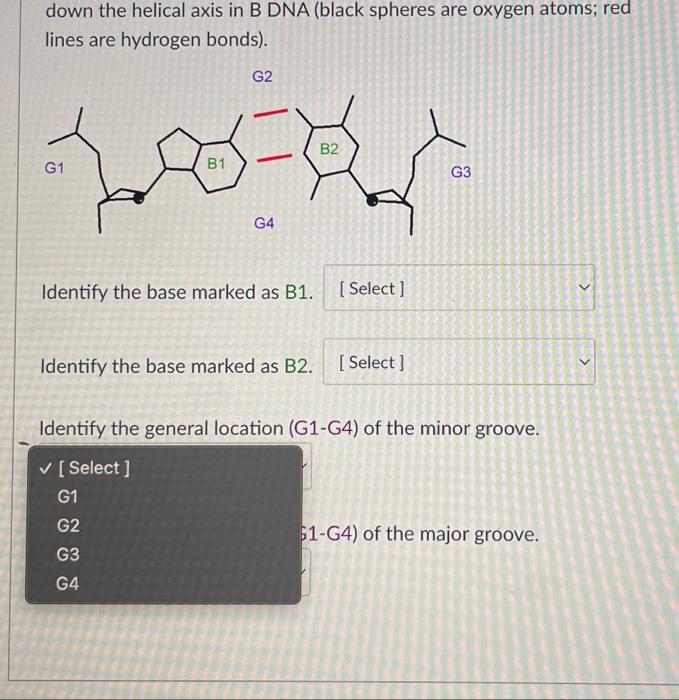 Solved Below Is An Image Of A Basepair And Associated Ribose