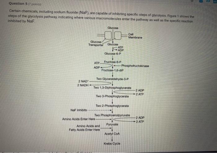 Solved Question 5 (7 points) Certain chemicals, including | Chegg.com
