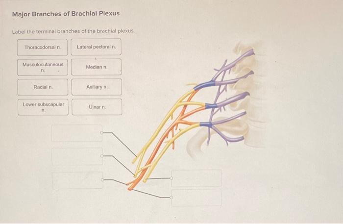 Solved Major Branches of Brachial Plexus Label the terminal | Chegg.com