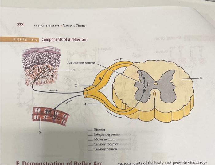 Solved 272 EXERCISE TWELVE Nervous Tissue FIGURE 12.5 | Chegg.com
