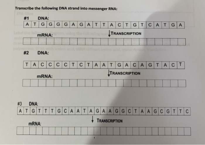 Solved Transcribe the following DNA strand into messenger | Chegg.com Solved Transcribe the following DNA strand into messenger | Chegg.com