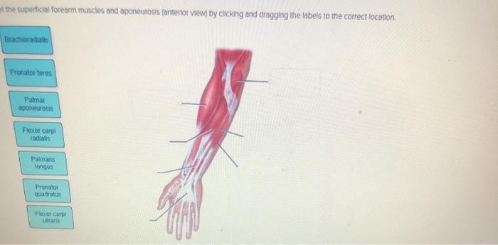 Solved at the superficial forearm muscles and aponeurosis | Chegg.com