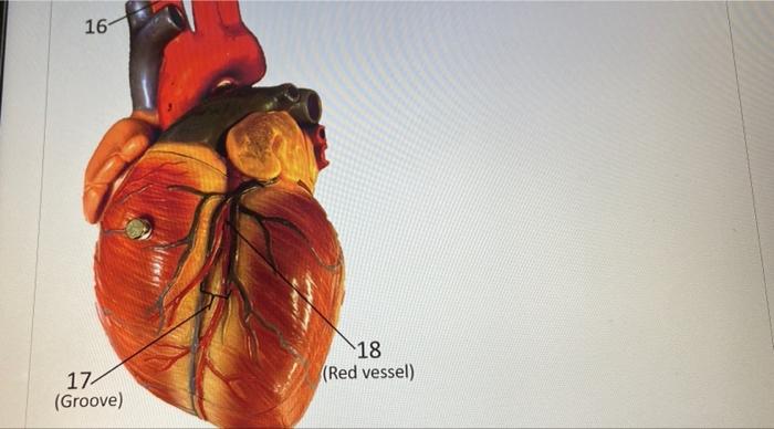 Solved 16 18 (Red vessel) 17 (Groove) (Red vessel) 17 | Chegg.com
