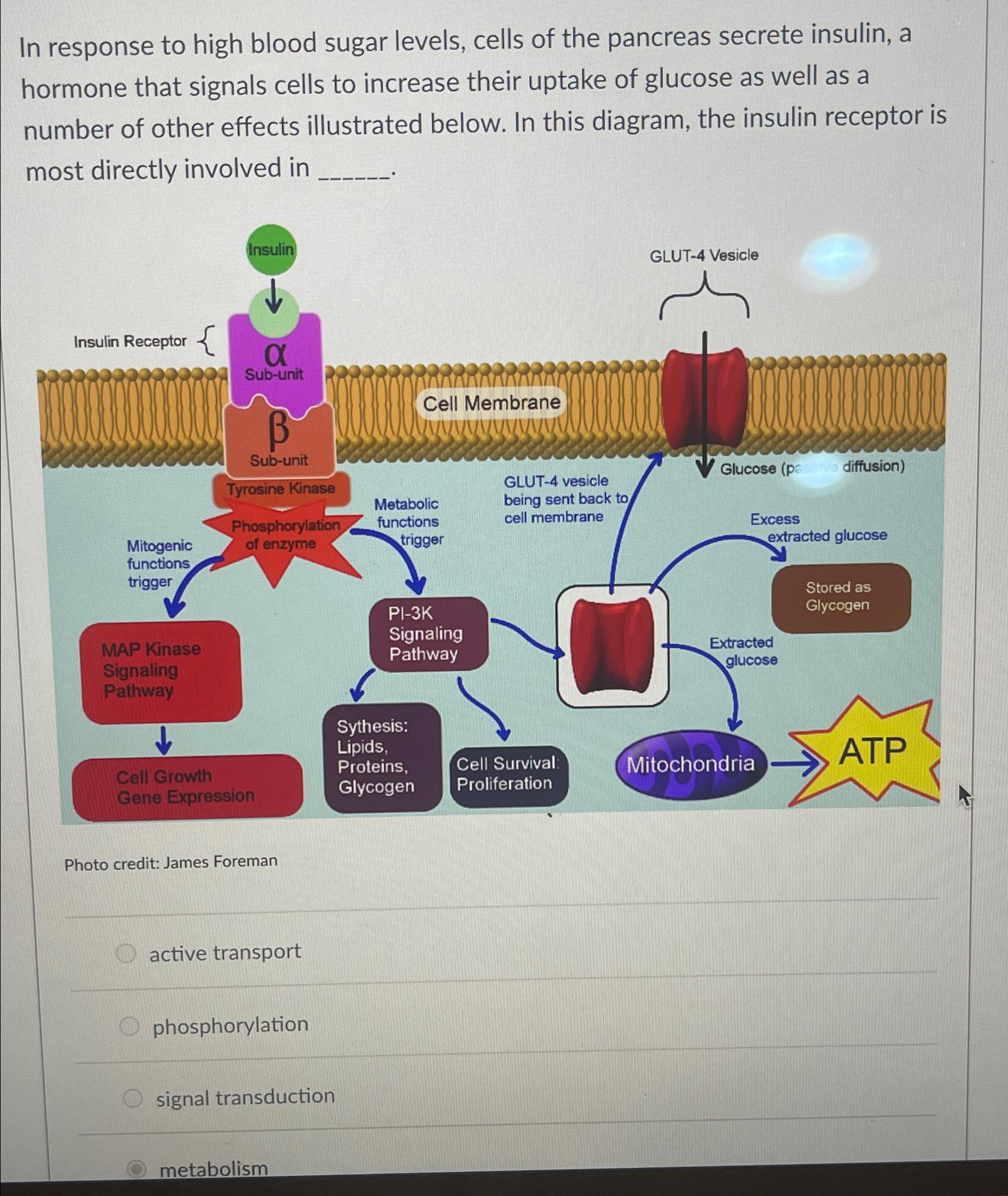 Solved In response to high blood sugar levels, cells of the | Chegg.com
