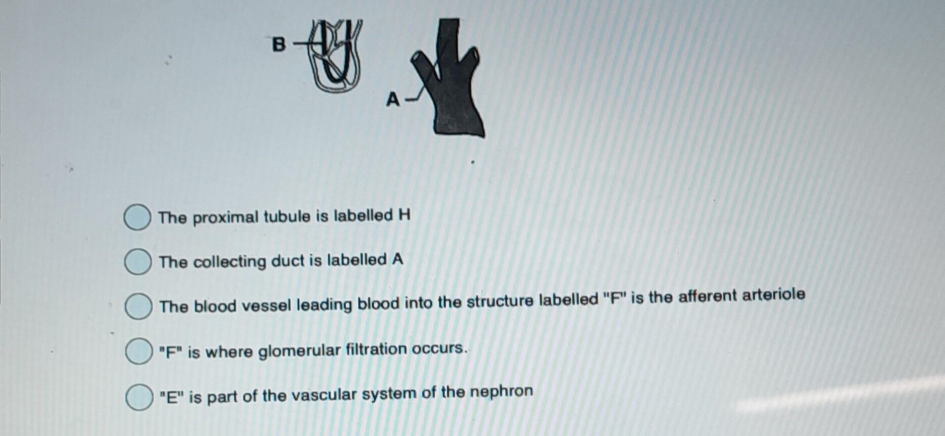 Solved Review the diagram of the nephron and choose the | Chegg.com