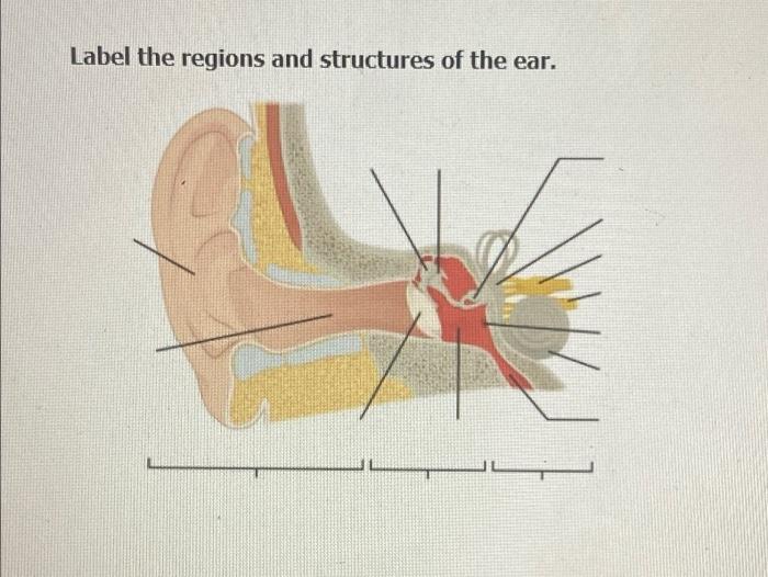 Solved Label the types of papillae and parts of the taste | Chegg.com