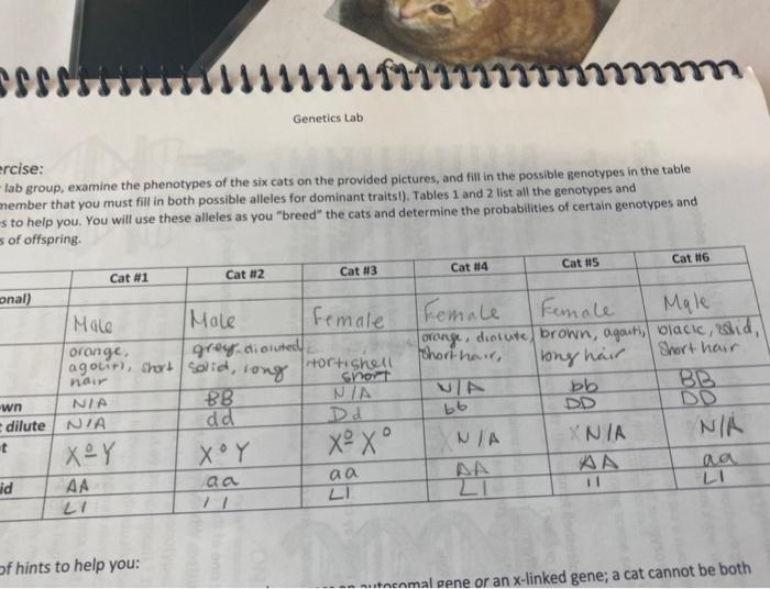 Solved Lab \#11: Genetics Post-Laboratory Assignment, 15 | Chegg.com