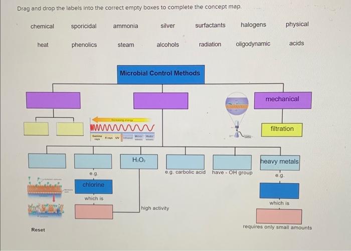 Solved Drag and drop the labels into the correct empty boxes | Chegg.com