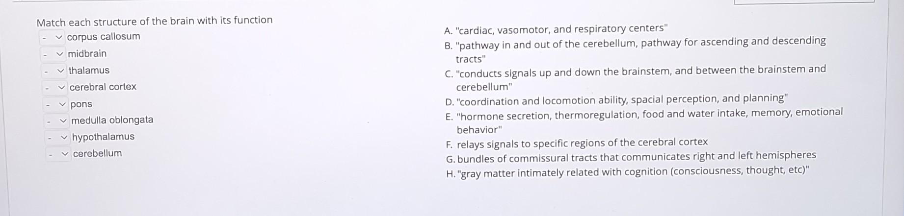 Solved Match each structure of the brain with its function | Chegg.com