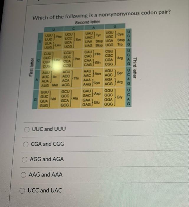 Solved Given The Following Mrna Sequence What Is The Amino