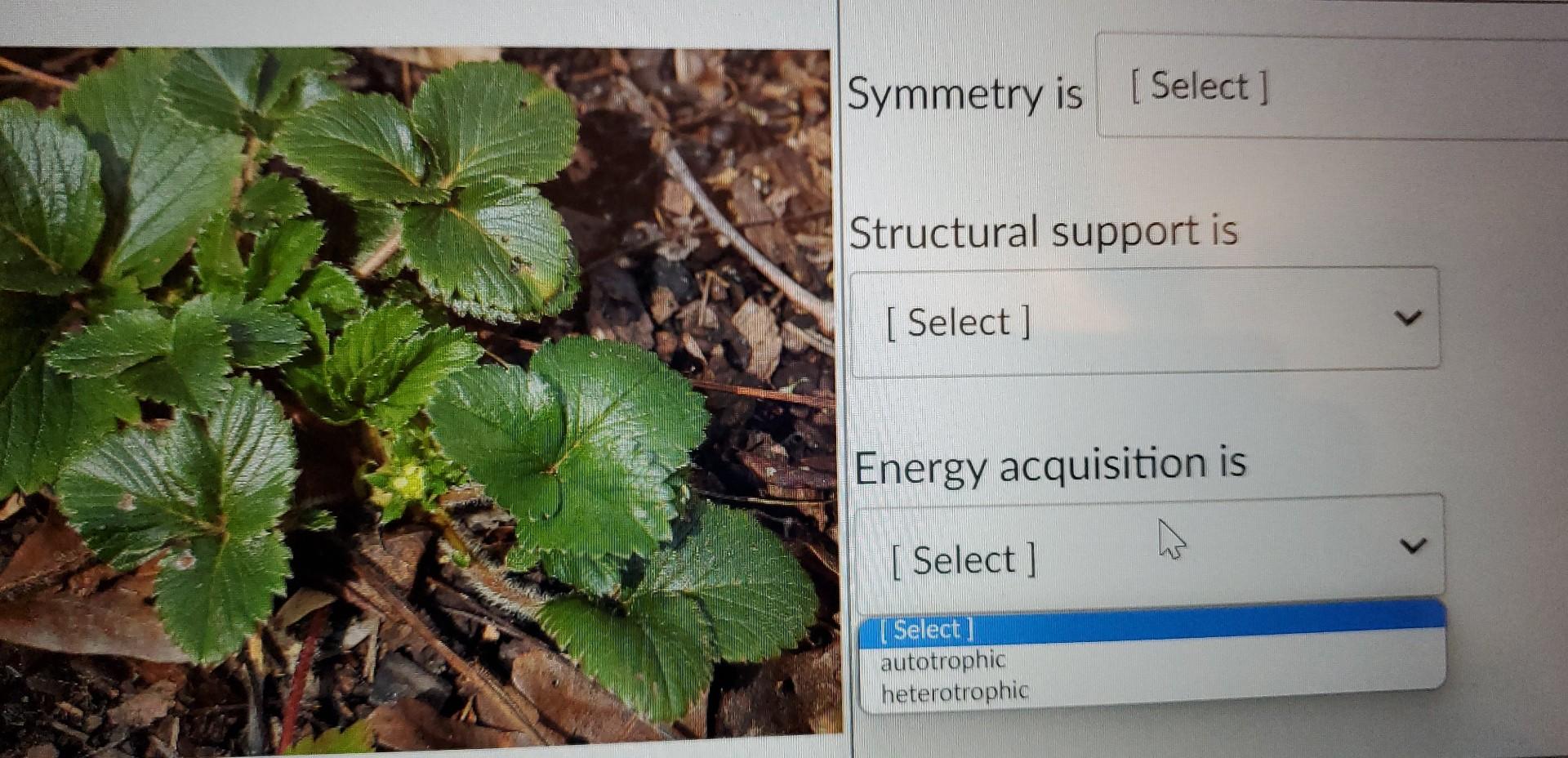 Solved Symmetry is Structural support is Symmetry is | Chegg.com