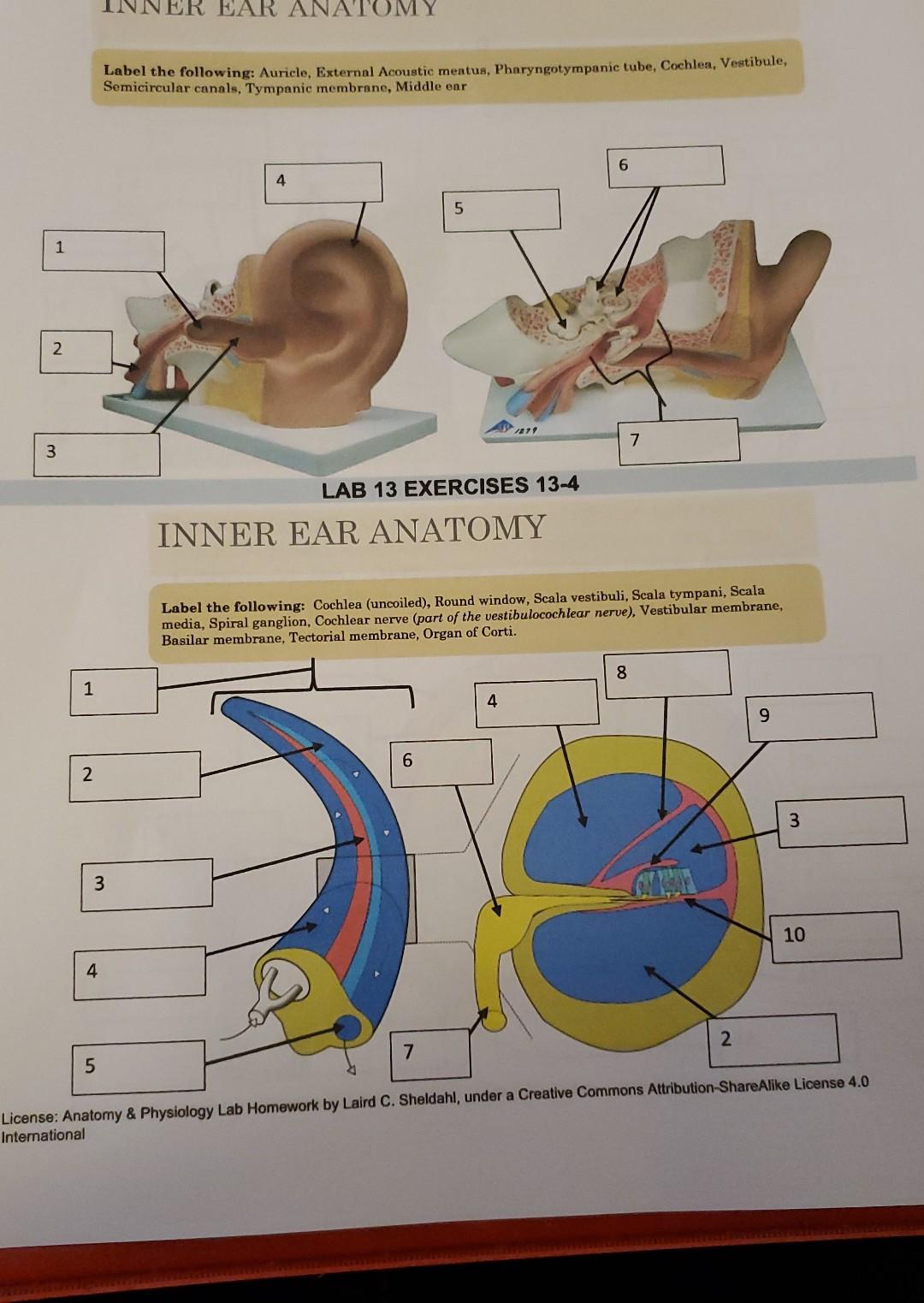 Solved Label the following: Auricle, External Acoustic | Chegg.com