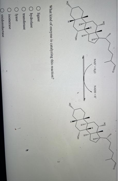 Solved What kind of enzyme is catalyzing this reaction? | Chegg.com