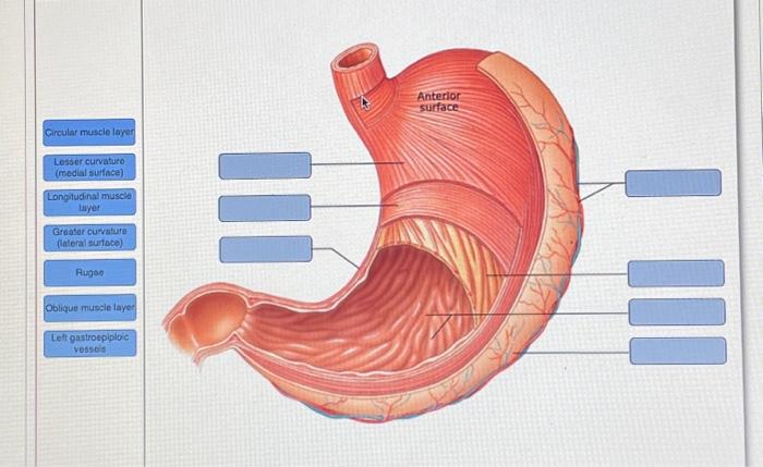 Solved Circular muscle layer Lesser curvature (medial | Chegg.com