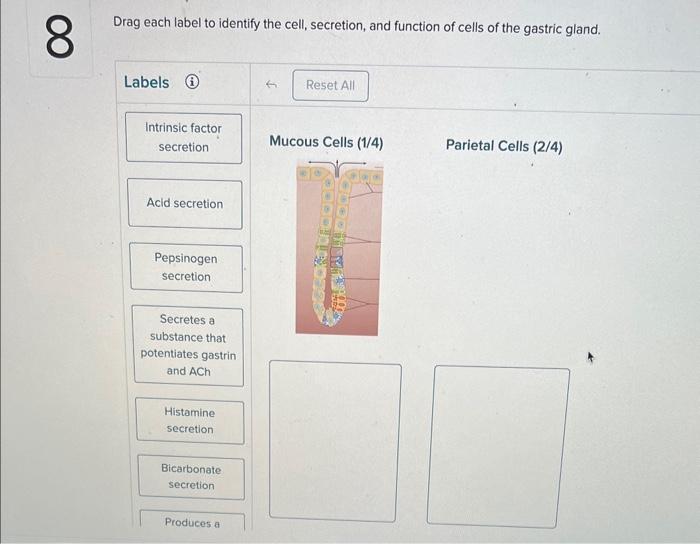 Solved Drag each label to identify the cell, secretion, and | Chegg.com