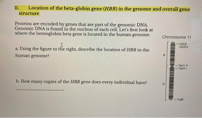 Solved II. Location of the beta-globin gene (HBB) in the | Chegg.com