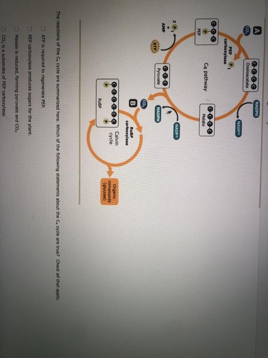 Solved 2. The C4 cycle allows spatial and temporal control | Chegg.com