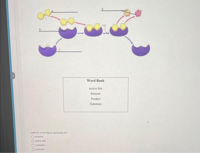 Solved Word Bank Active Site Enzyme Product Substrate Letsor | Chegg.com