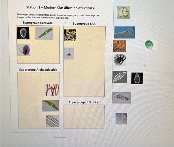 Solved Station 1-Modern Classification of Protists | Chegg.com