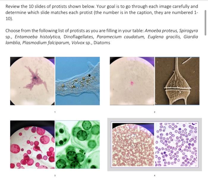 Solved Review the 10 slides of protists shown below. Your | Chegg.com