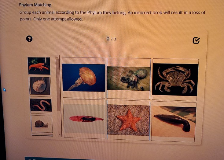 Solved Identify Activity Match the Phylum name with the | Chegg.com