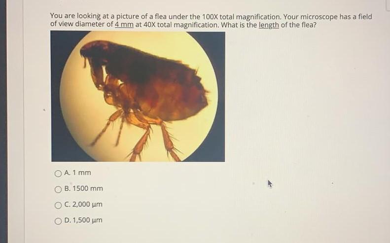 Solved You are looking at a picture of a flea under the 100x | Chegg.com