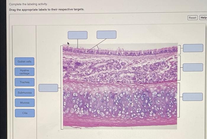 Solved Complete the labeling activity Drag the appropriate | Chegg.com